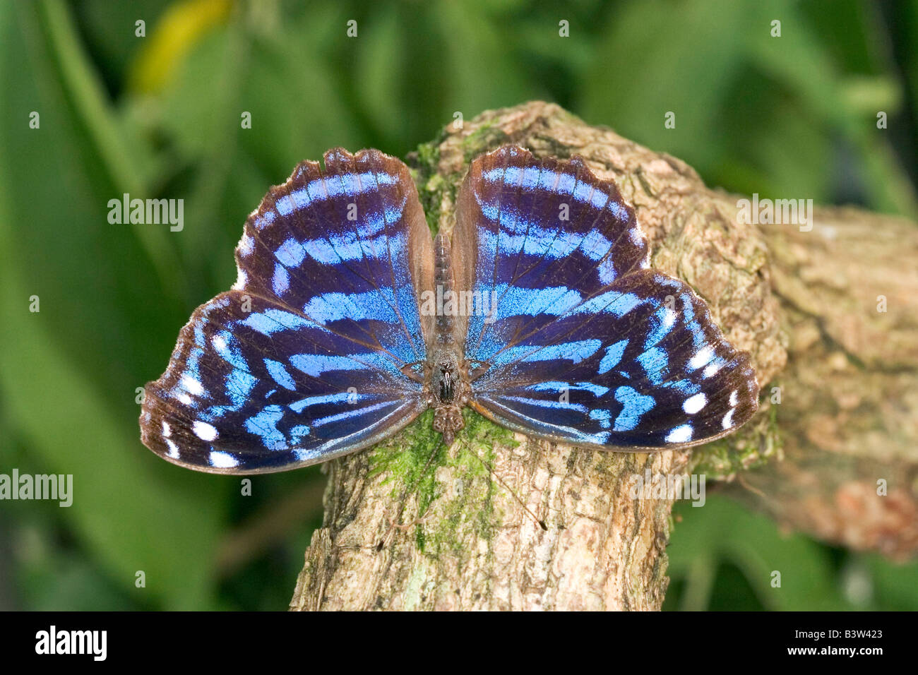 Mexican Bluewing Mycelia ethusa ethusa Stock Photo - Alamy