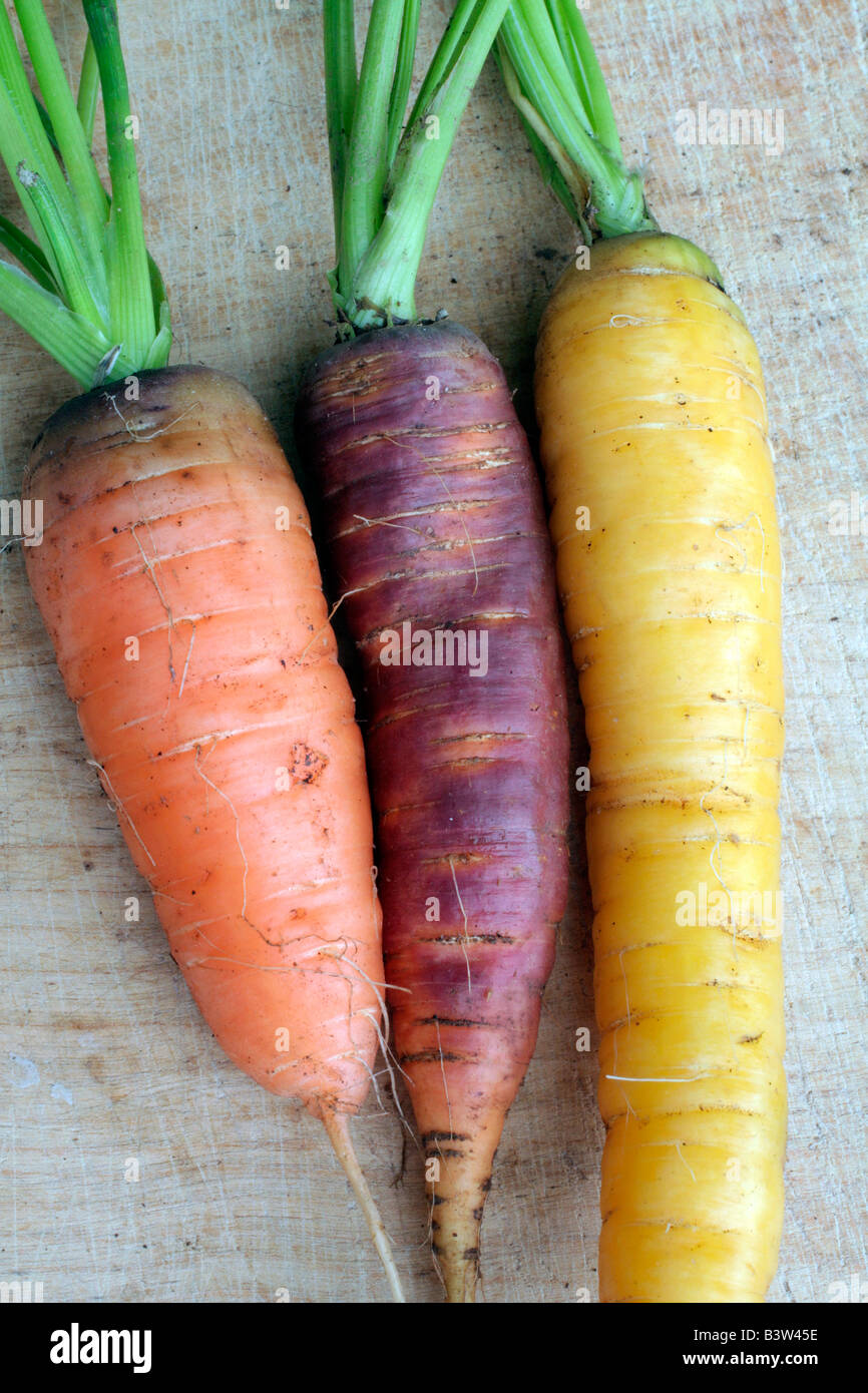 CARROTS YELLOWSTONE PURPLE HAZE LONG RED SURREY Stock Photo - Alamy