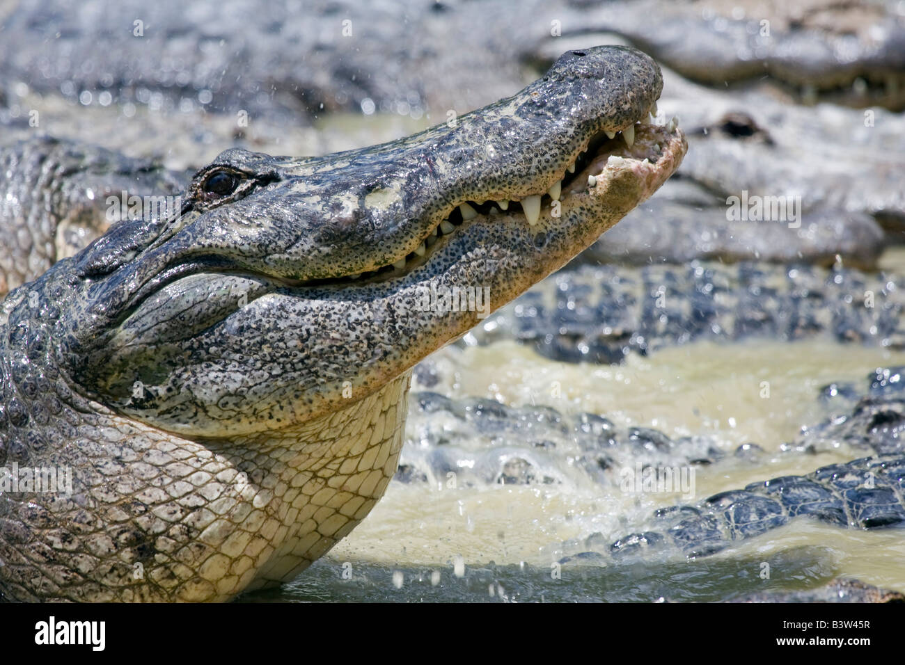Alligator, Florida Everglades, USA Stock Photo - Alamy