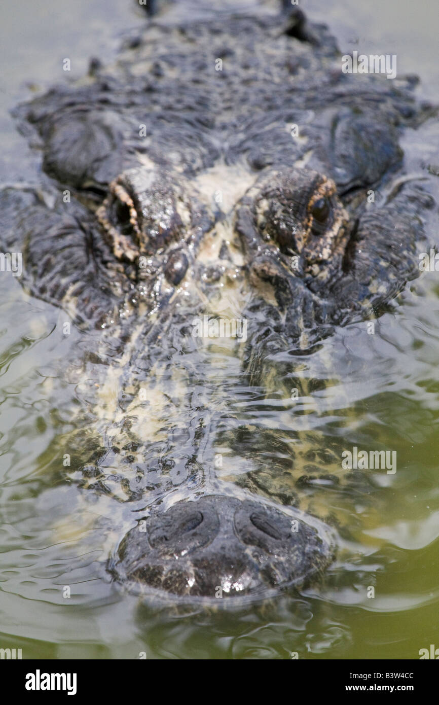 Submerged alligator in Florida Everglades, USA Stock Photo - Alamy
