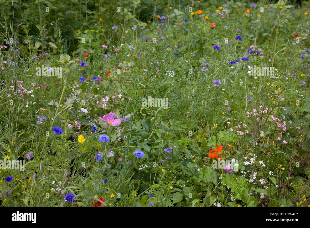 field of summer flowers Stock Photo - Alamy