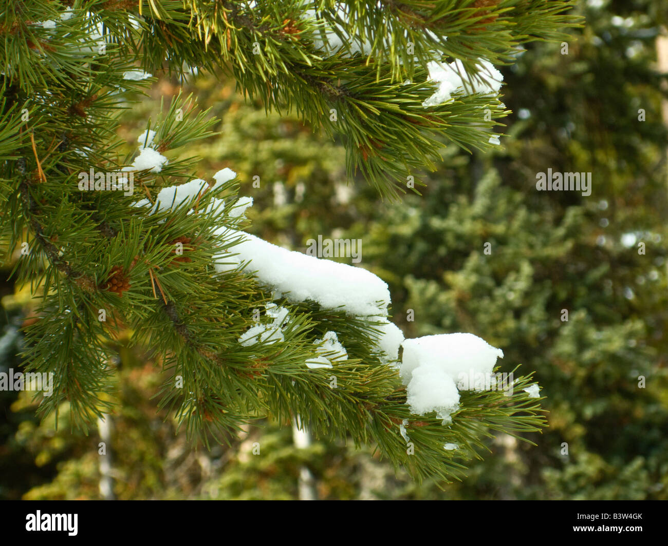 Snow on tree branch Stock Photo - Alamy