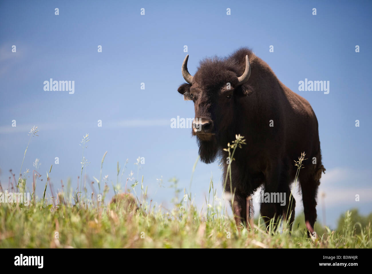 Buffalo in a field Stock Photo - Alamy