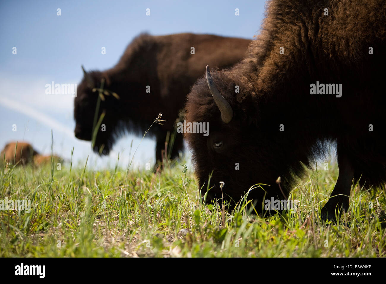 Buffalo grazing in a field Stock Photo - Alamy