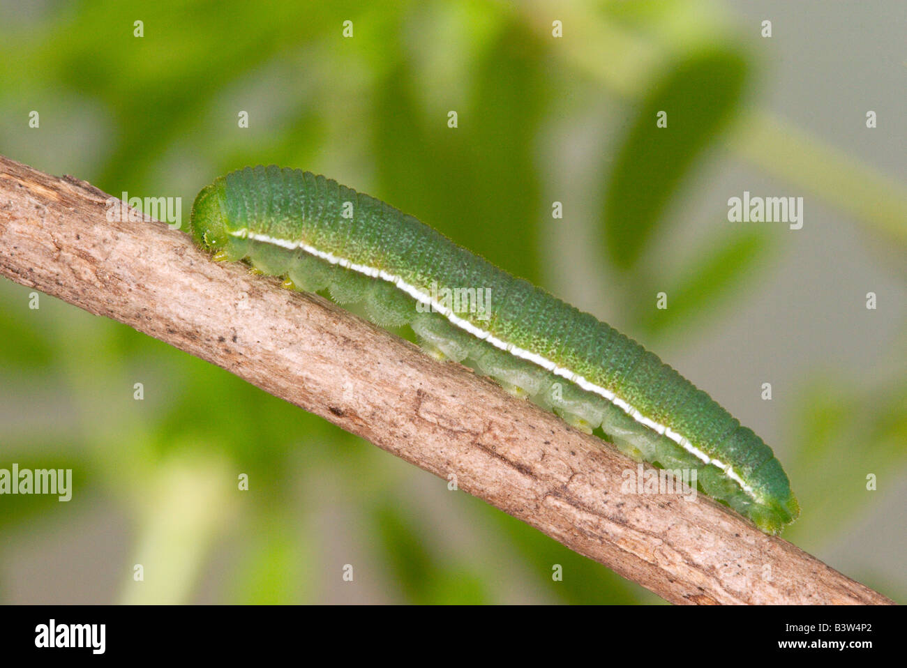 Lyside Sulphur Kricogonia lyside Tucson Arizona United States 12 August ...