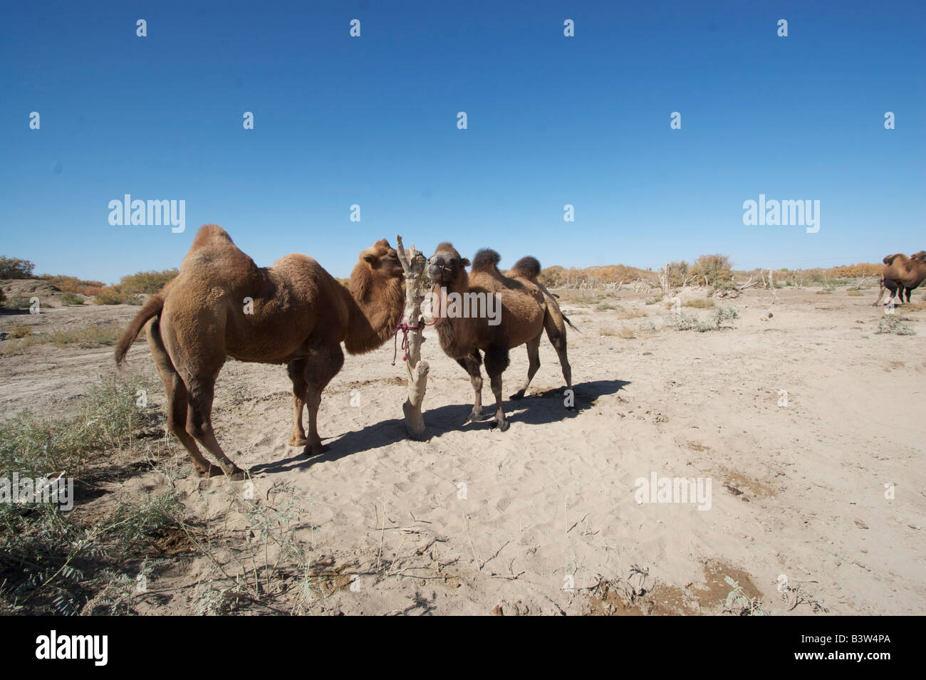 Camel plant hi-res stock photography and images - Alamy