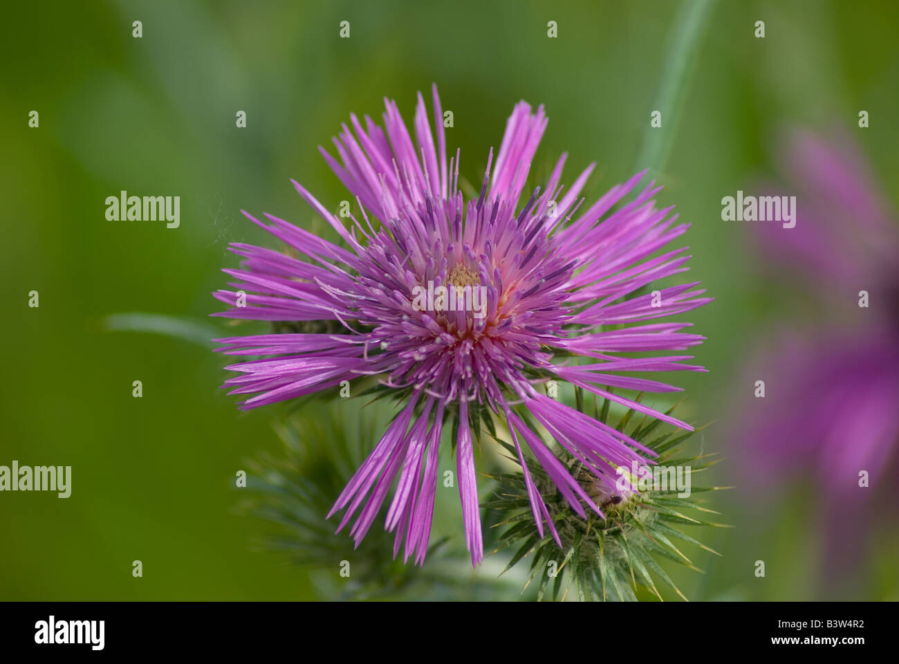 European marsh thistle hi-res stock photography and images - Alamy