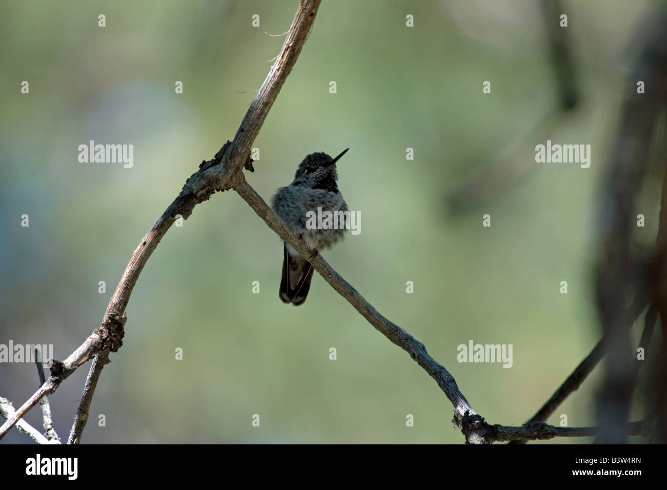 A female humming bird rest on a limb waiting for the male to leave the ...