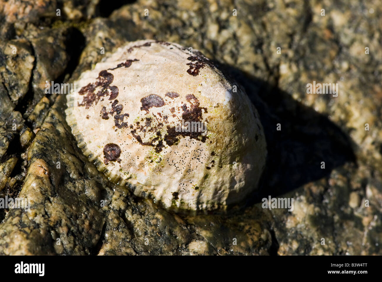 Limpet (Patella vulgaris) attached to a rock Stock Photo - Alamy