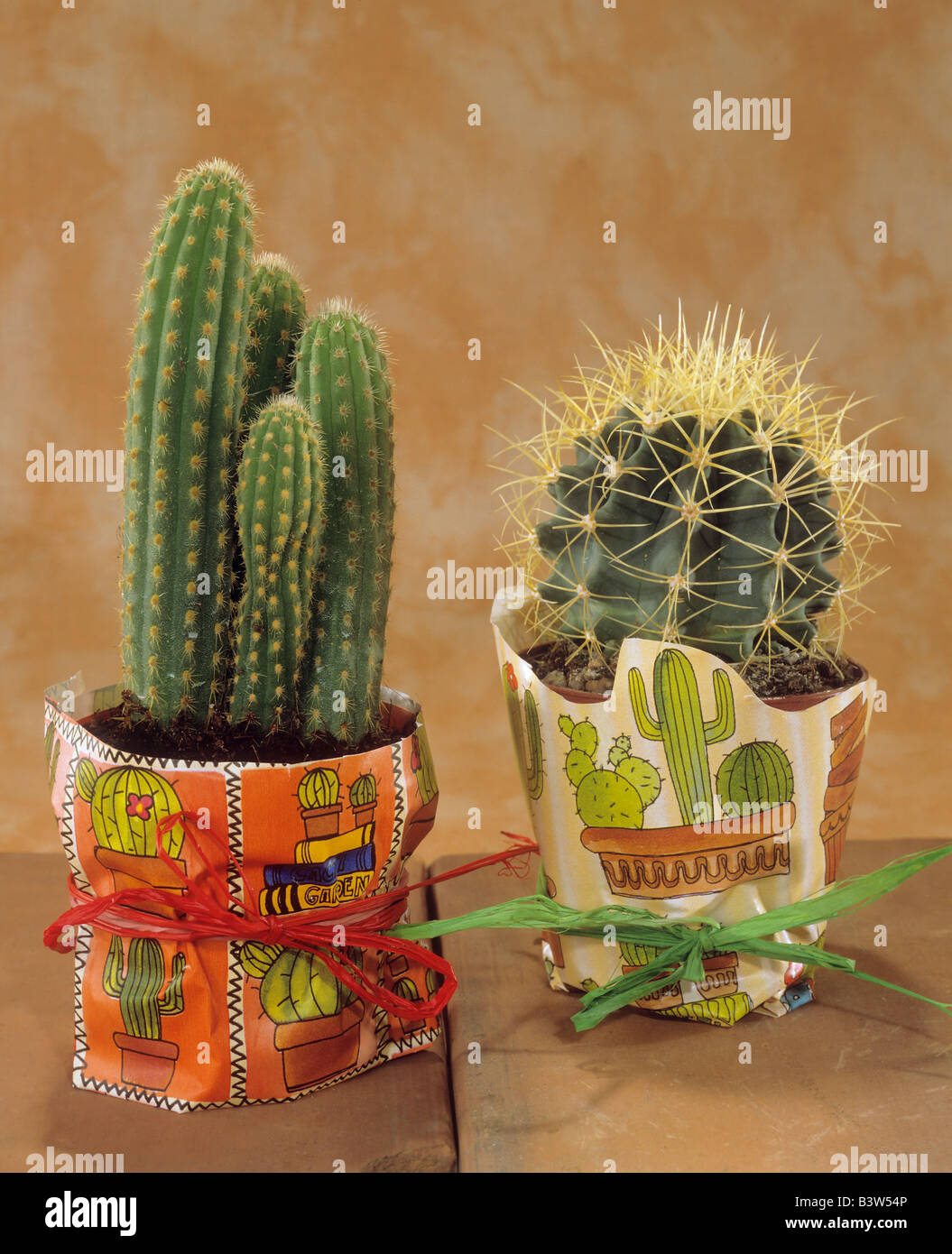 two different cacti Stock Photo - Alamy