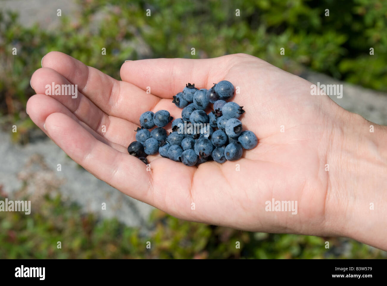a handful of wild blueberries Stock Photo - Alamy