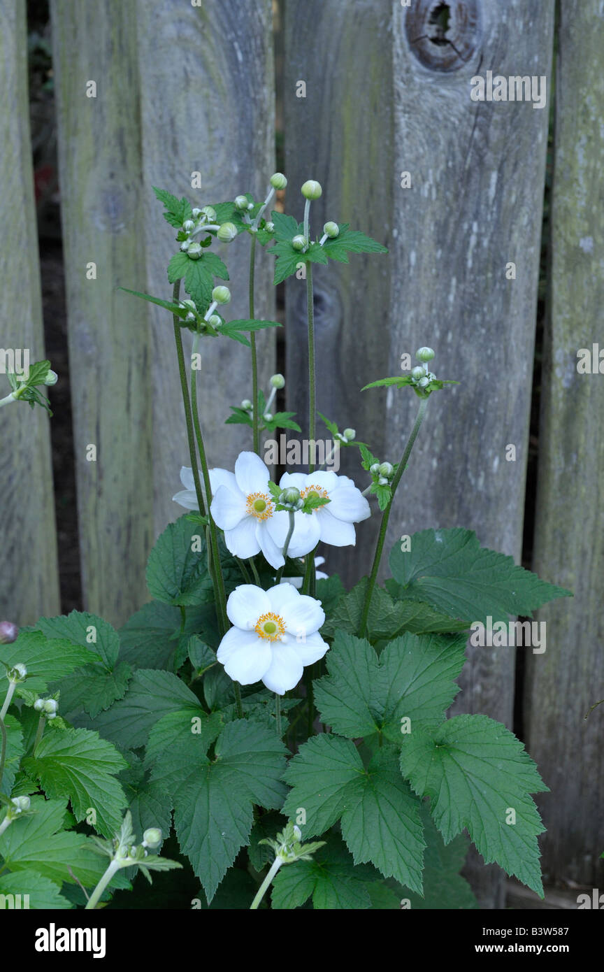 Buttercup, Ranunculus sp., backyard garden, Portland, OR; 080728 31019L ...