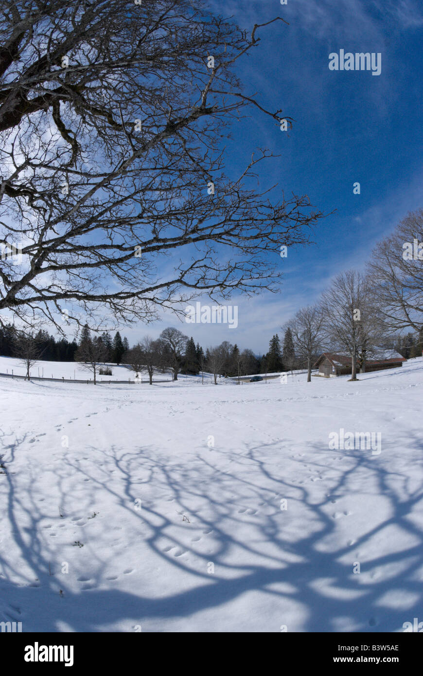 Casts tree shadow High Resolution Stock Photography and Images - Alamy
