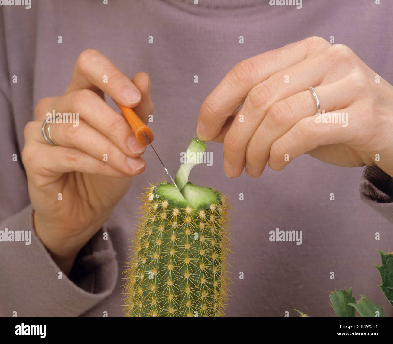 woman cutting cactus for grafting Stock Photo - Alamy