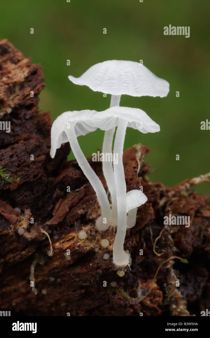 Delicatula integrella hi-res stock photography and images - Alamy