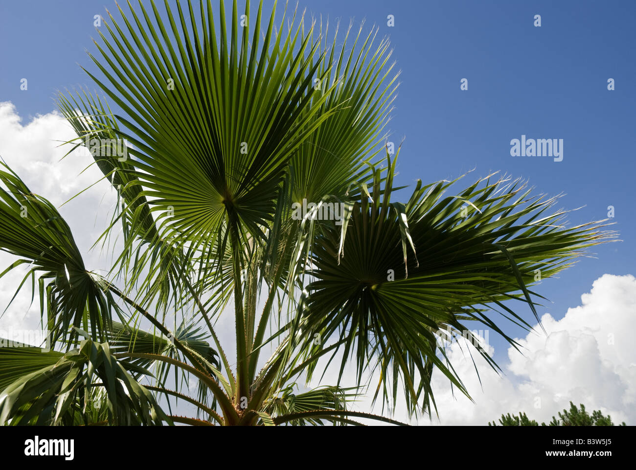 palm trees Sabal palmetto Florida Stock Photo - Alamy