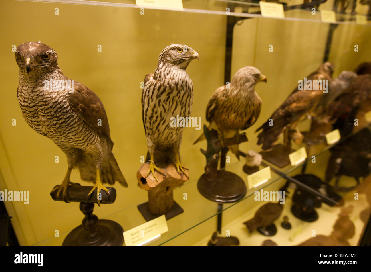 Zoological displays hi-res stock photography and images - Alamy