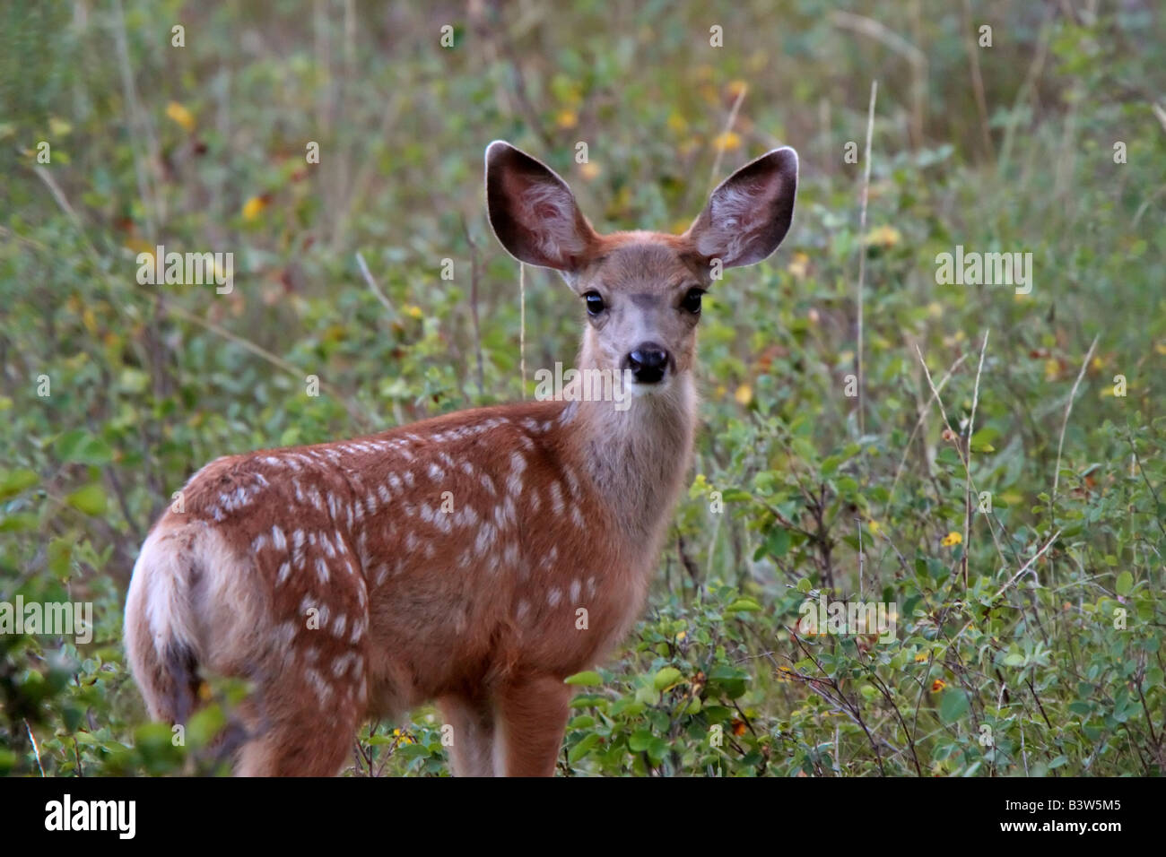 Mule Deer fawn in Saskatchewan field Stock Photo - Alamy