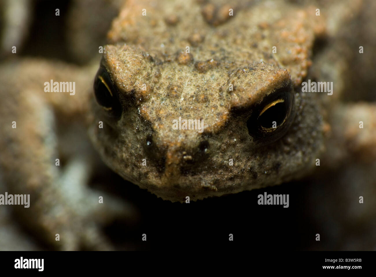 Common toad european hi-res stock photography and images - Alamy