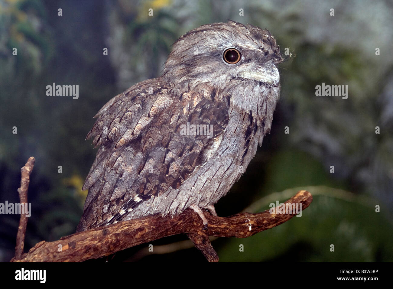 The Tawny Frogmouth, Podargus strigoides. Brookfield Zoo Stock Photo ...