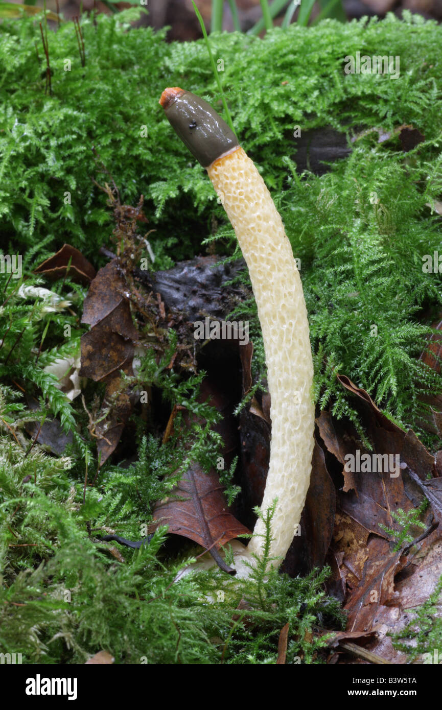Stink horn hi-res stock photography and images - Alamy
