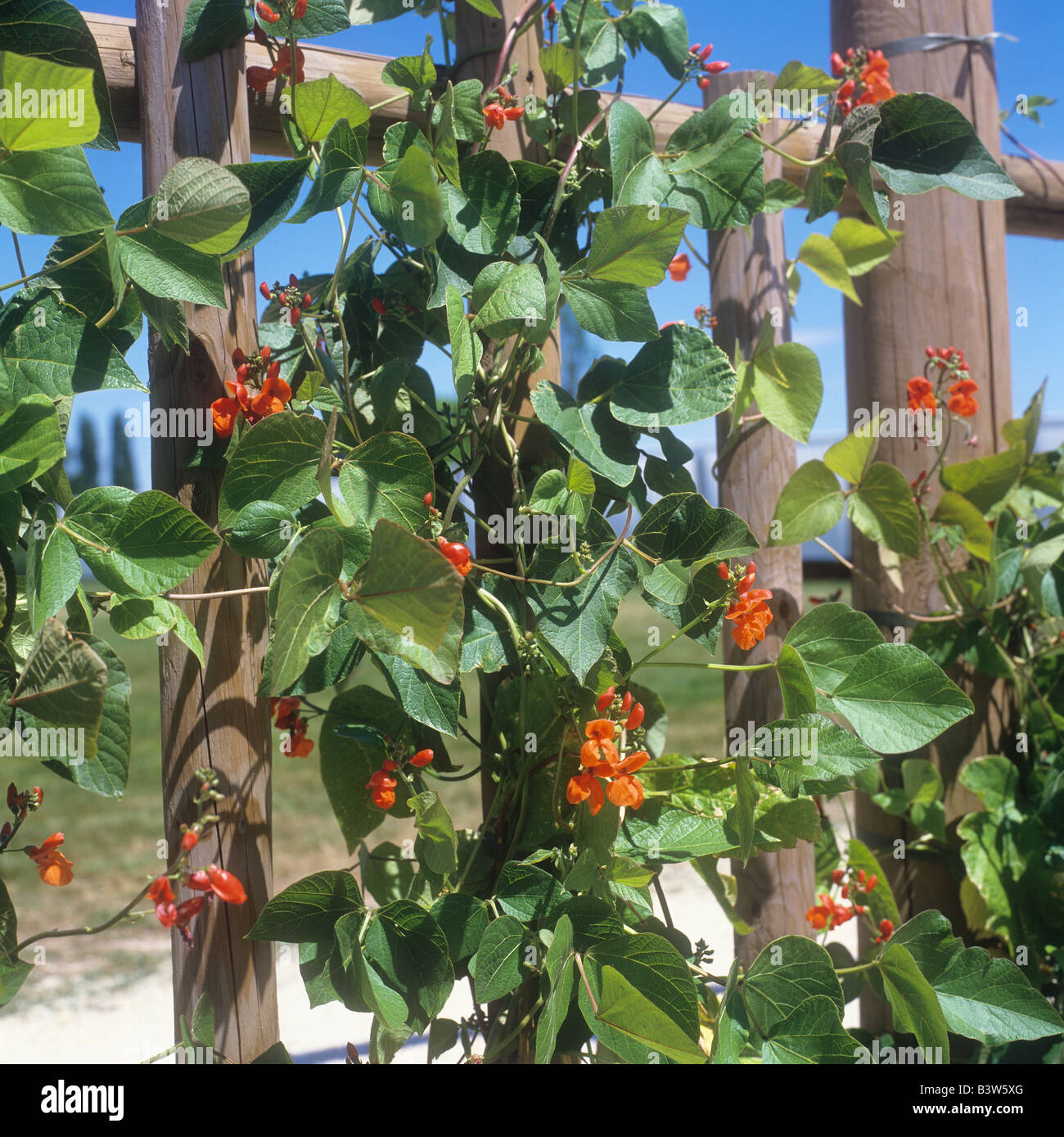 Polestar runner bean hi-res stock photography and images - Alamy