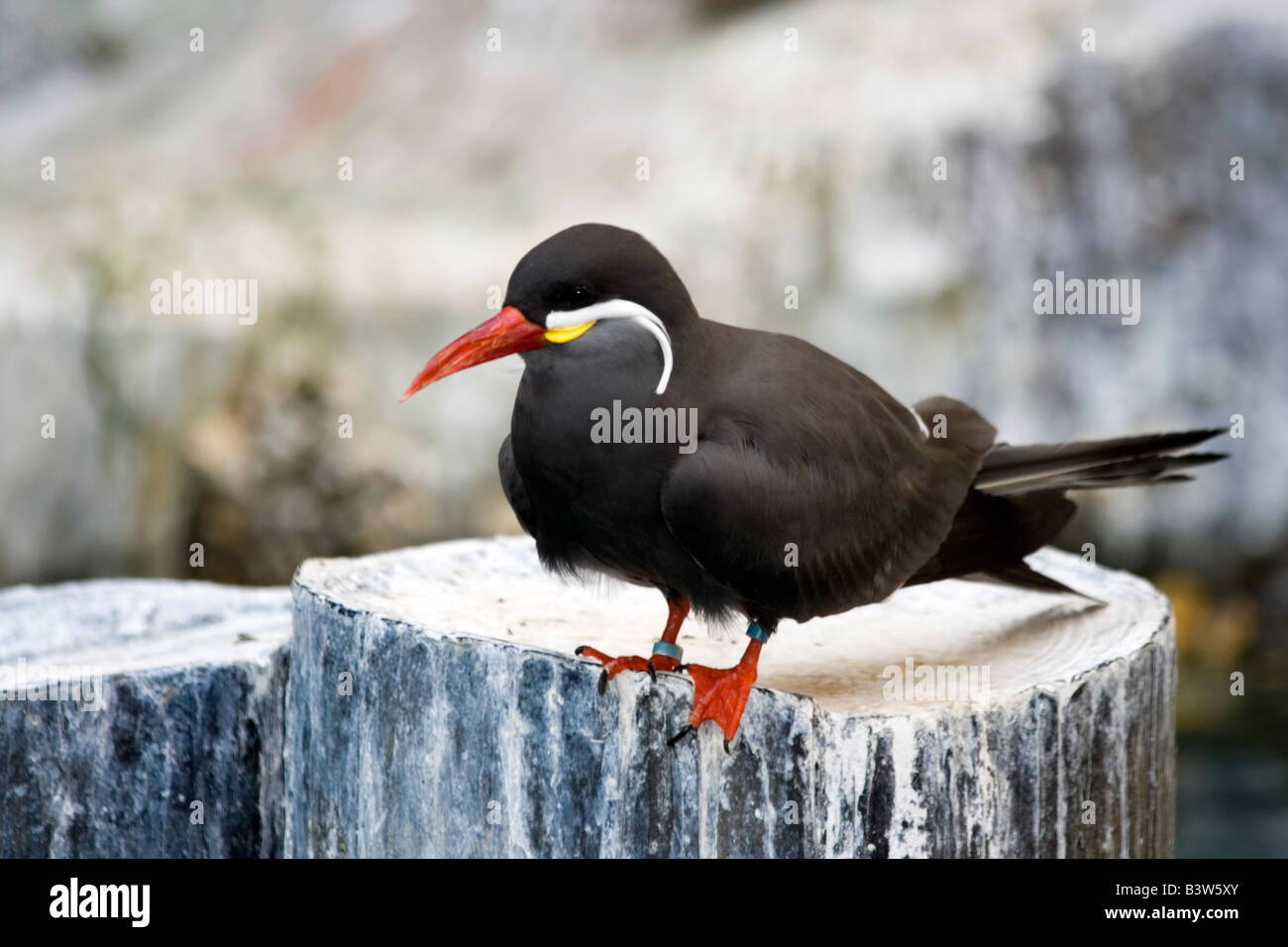 The Inca Tern (Larosterna inca).Brookfield Zoo Stock Photo - Alamy