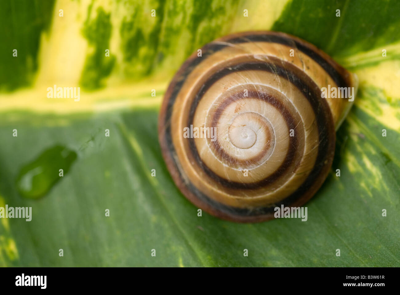 Snail travel hi-res stock photography and images - Alamy