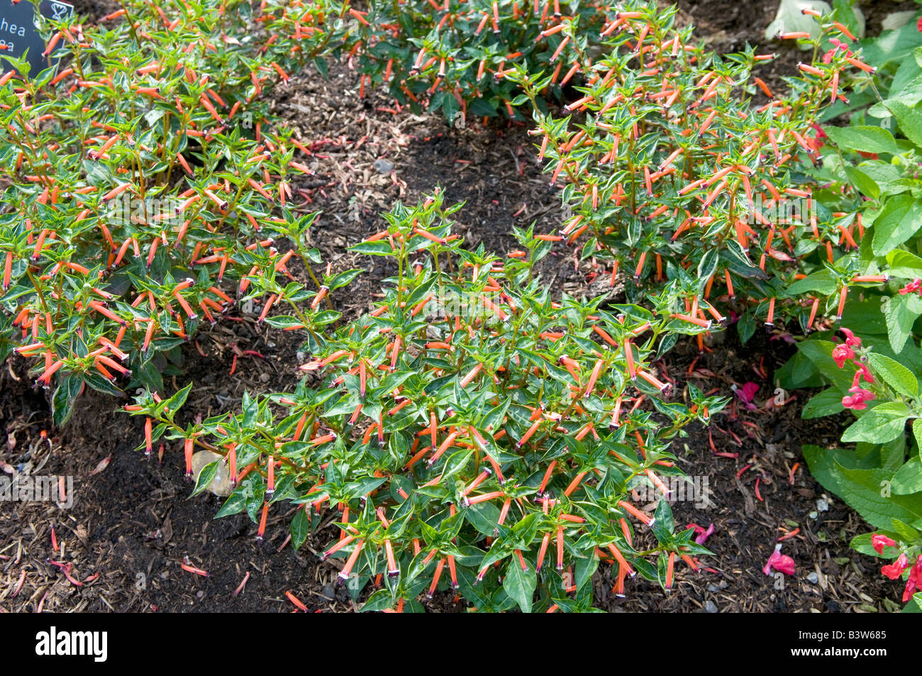 Cuphea ignea `Cigar Flowers` Stock Photo - Alamy