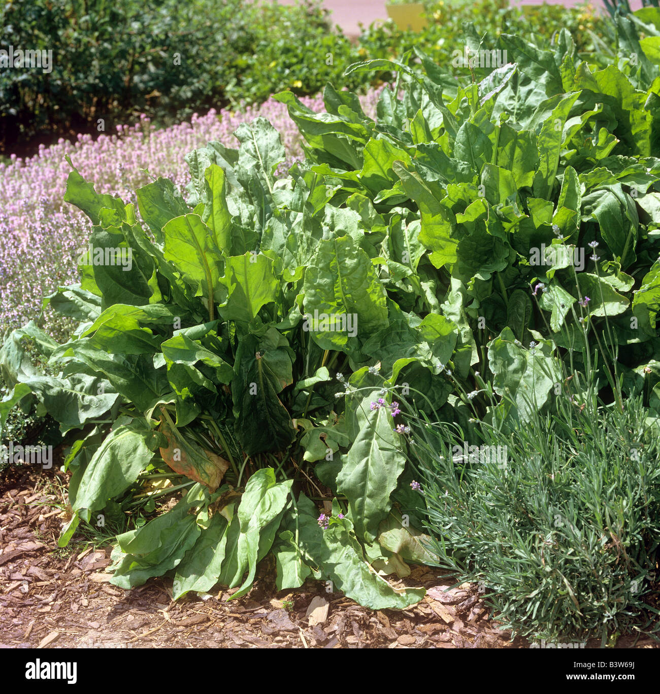 common sorrel / Rumex acetosa "hortensis Stock Photo - Alamy