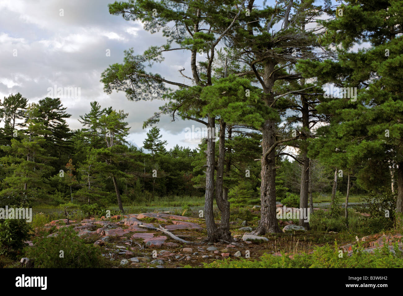 Ontario forest shield hi-res stock photography and images - Alamy