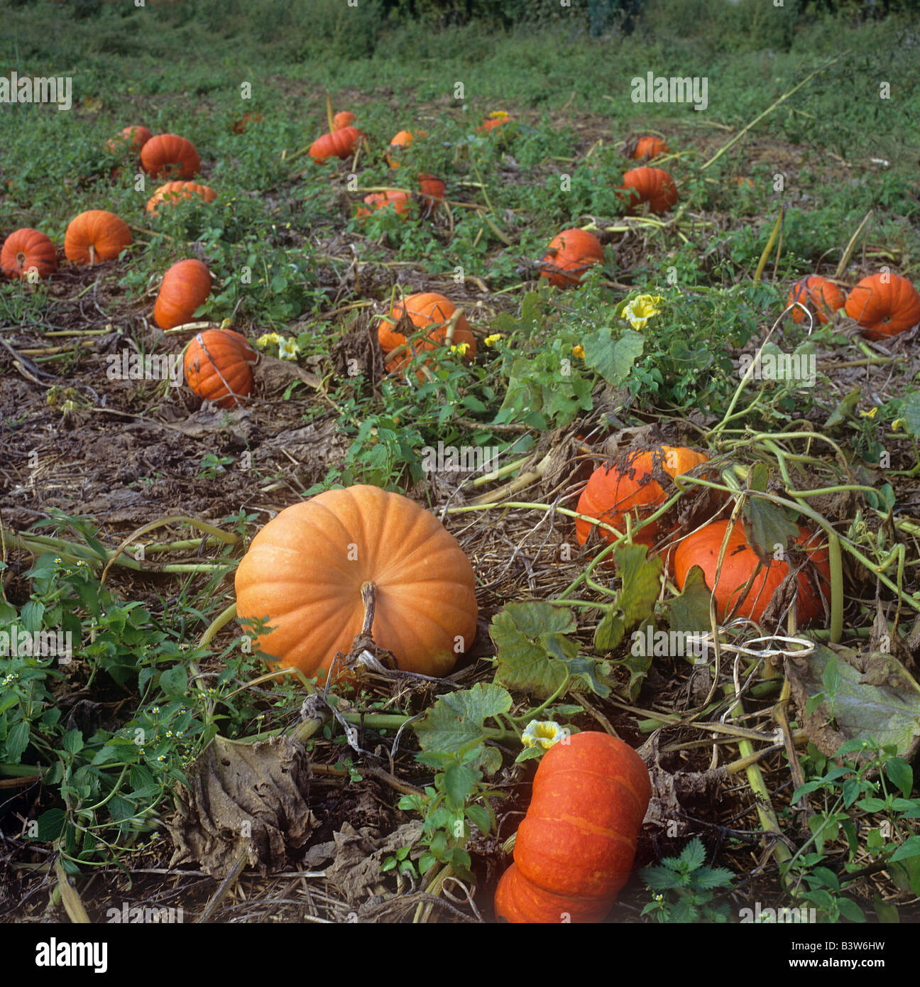 Buttercup squashes / Cucurbita maxima Stock Photo - Alamy