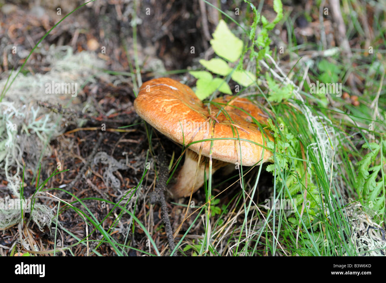 Houche hi-res stock photography and images - Alamy
