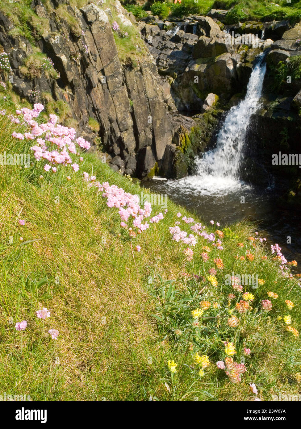 A pretty waterfall and flowers at the secluded Welcombe Mouth Bay in ...