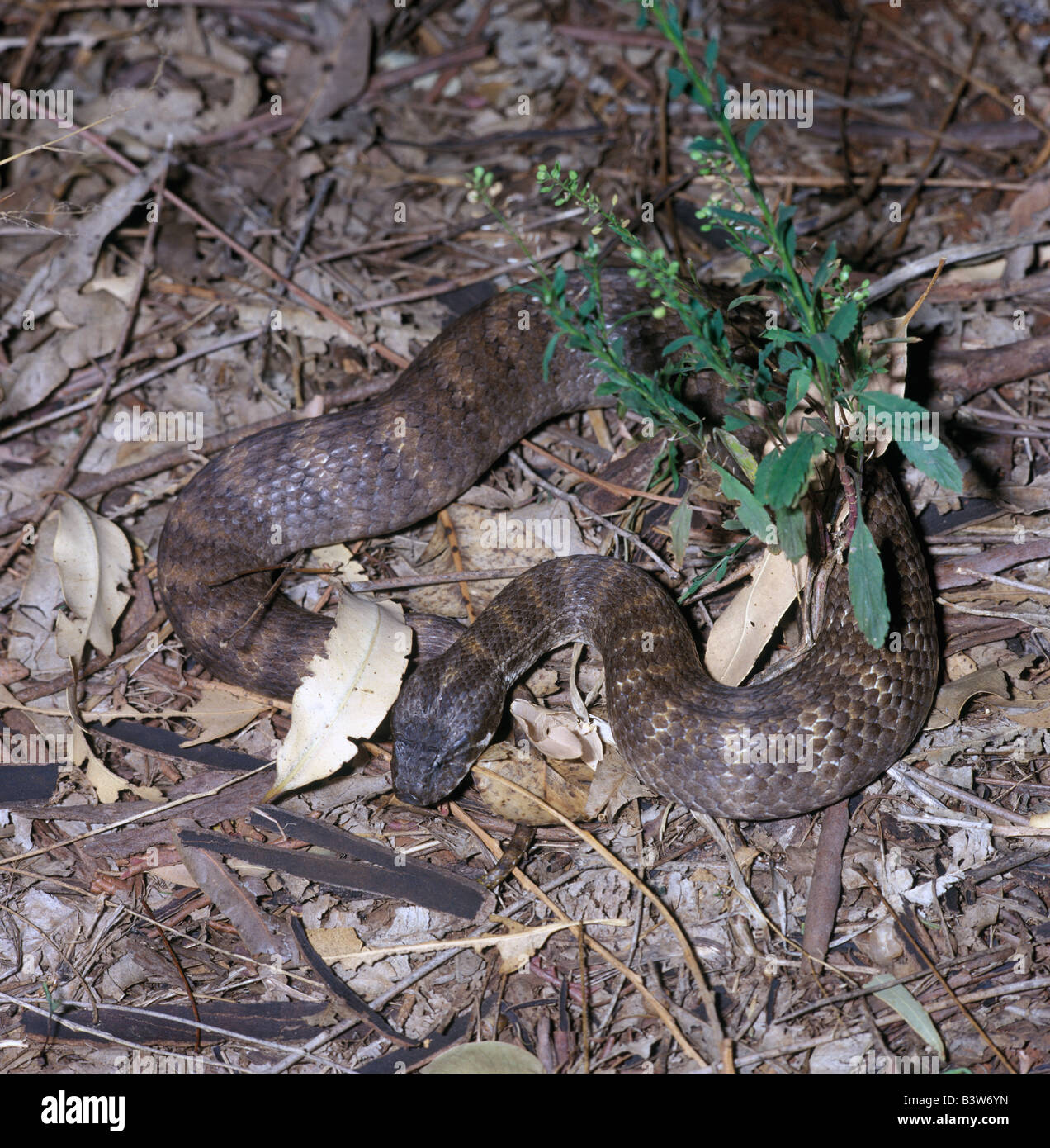 SNAKE, Acanthophis praelongus, Death Adder Stock Photo - Alamy