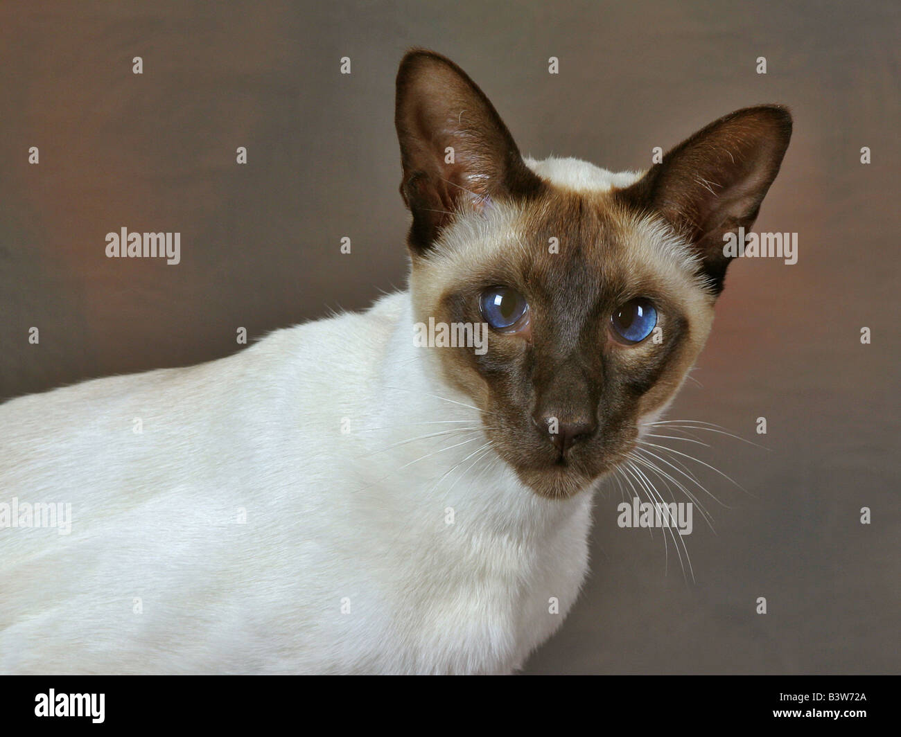 Siamese cat on brown background. ears up facing. studio set. 43363 Cat ...