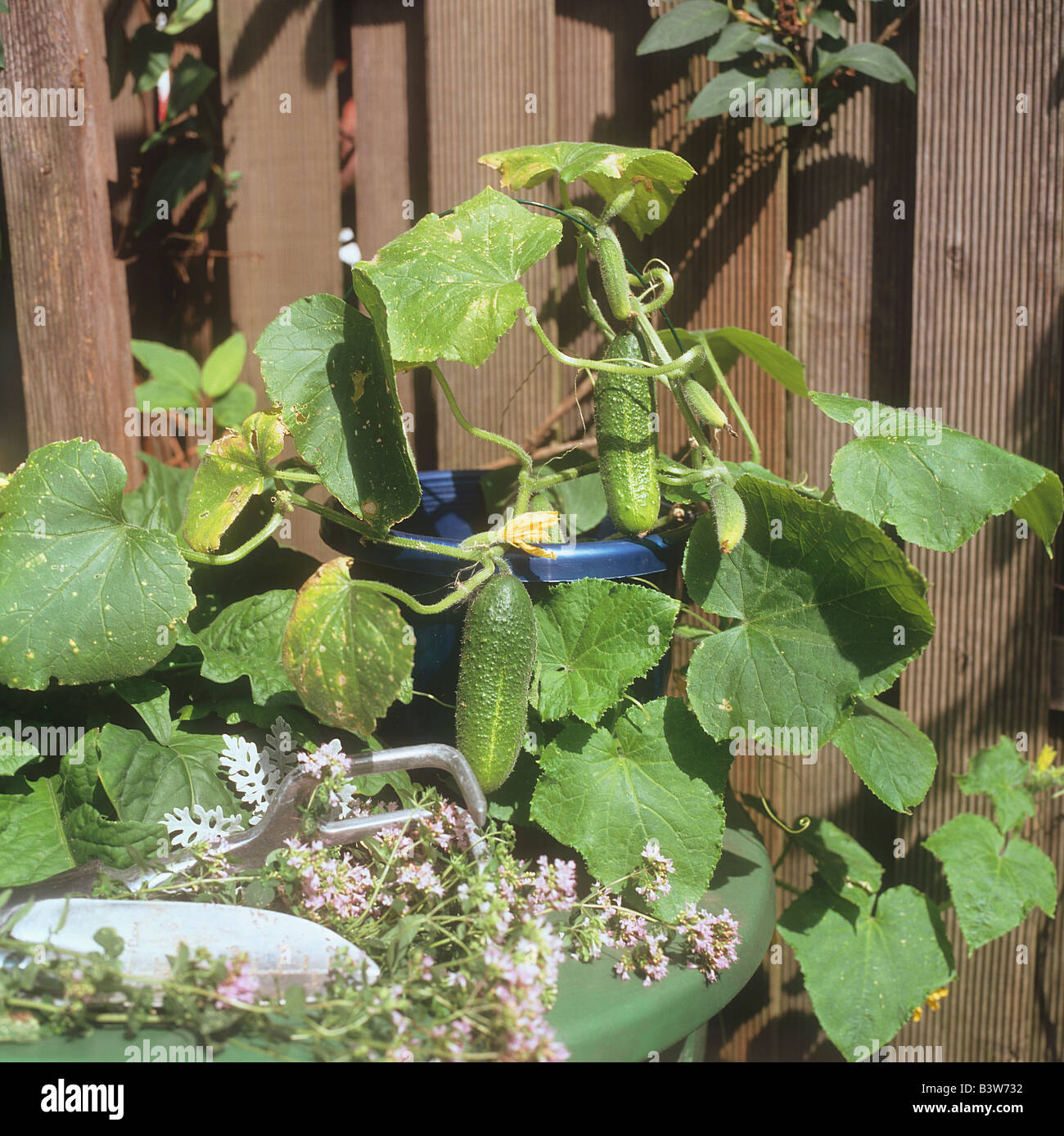 Cucumber plant bucket hi-res stock photography and images - Alamy