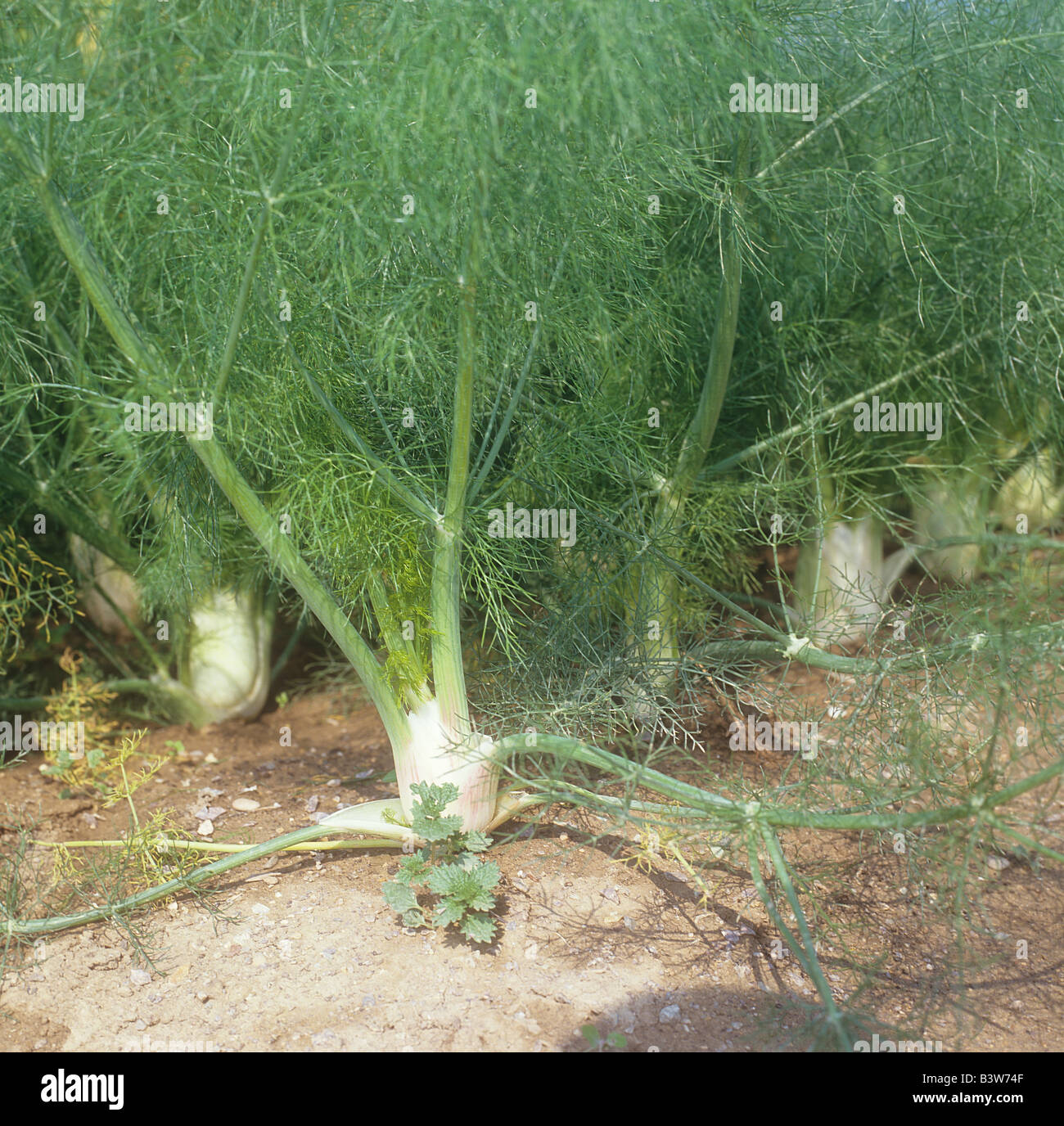 Florence Fennel / Foeniculum vulgare Stock Photo - Alamy