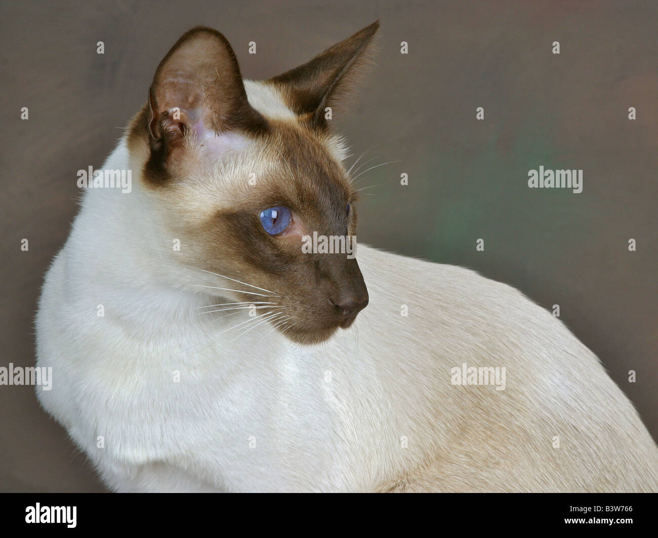 Siamese cat on brown background. ears up. studio set. 43389 Cat Stock ...
