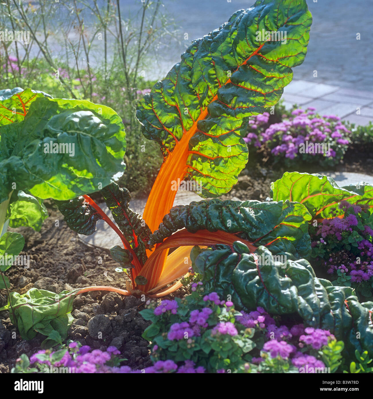 Swiss chard flower High Resolution Stock Photography and Images - Alamy