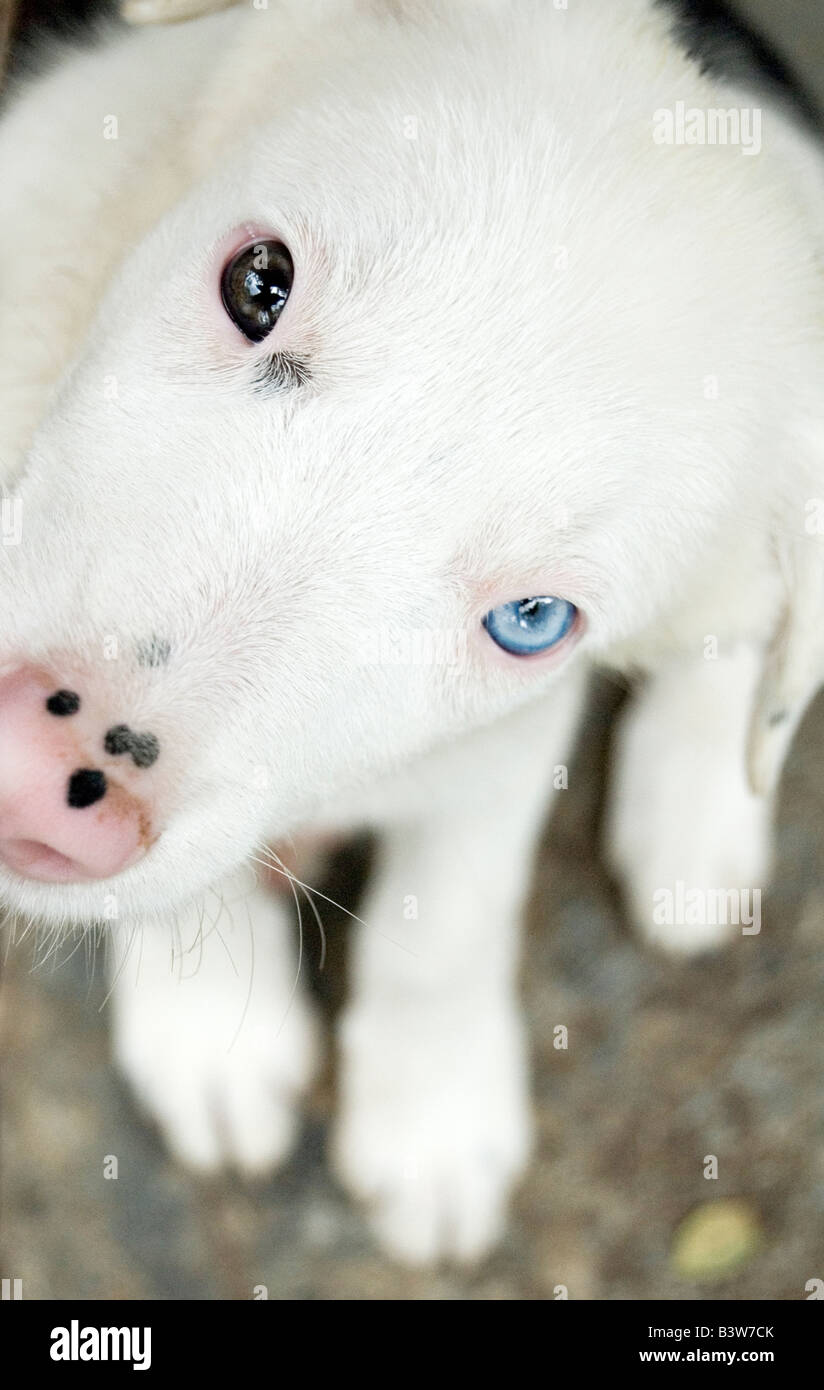 Albino border collie Stock Photo, Royalty Free Image: 19608979 - Alamy