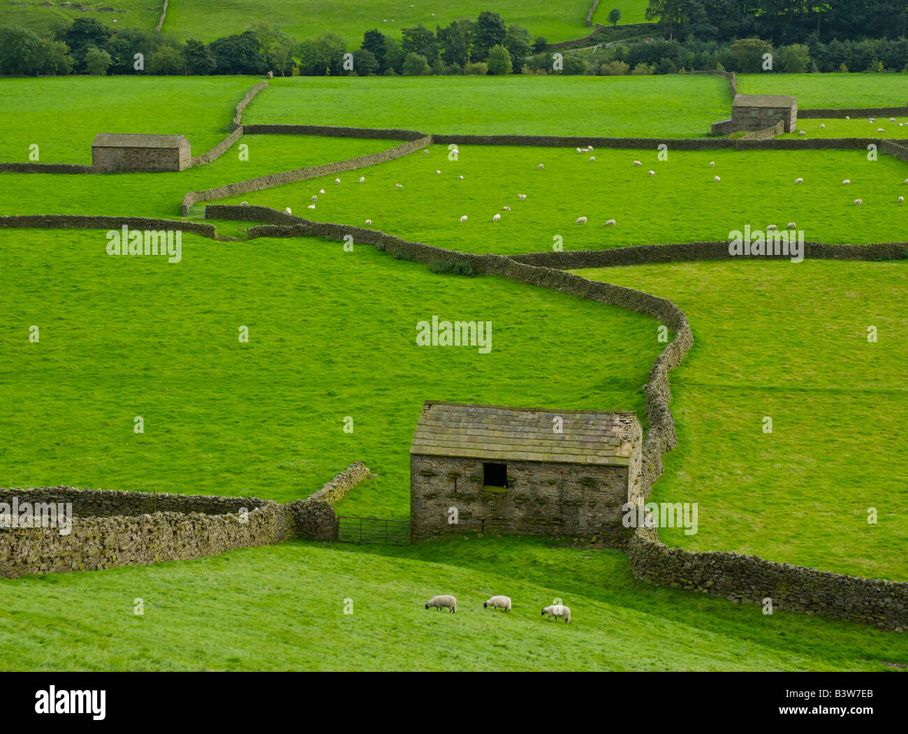 Field barns and dry stone walls near Gunnerside, Swaledale, Yorkshire ...
