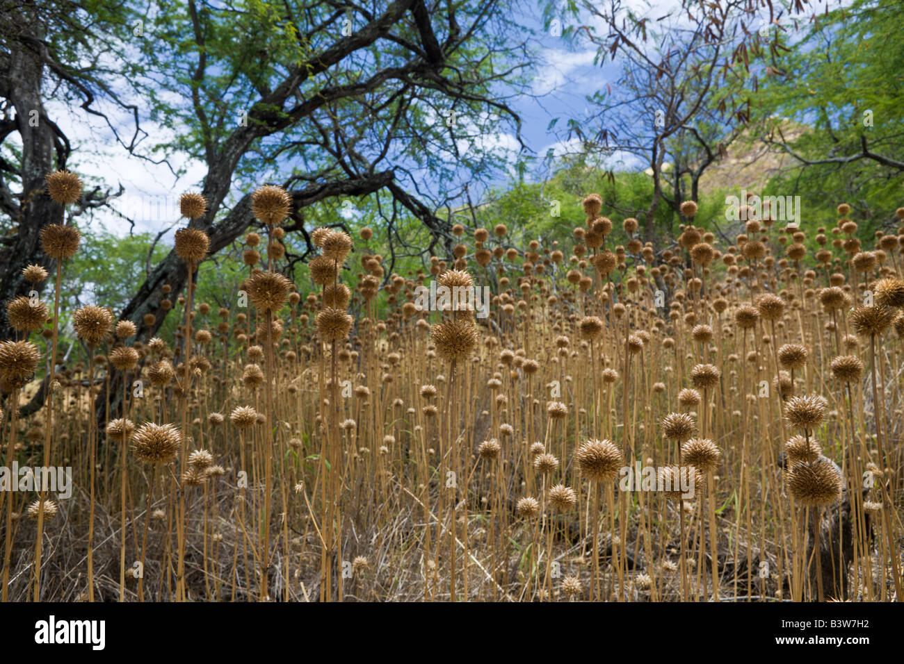 Vegetation at Diamond Head Volcanic Crater Oahu Pacific Ocean Hawaii ... Vegetation at Diamond Head Volcanic Crater Oahu Pacific Ocean Hawaii ...