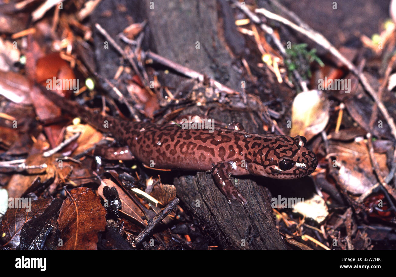 Pacific giant salamanders hi-res stock photography and images - Alamy