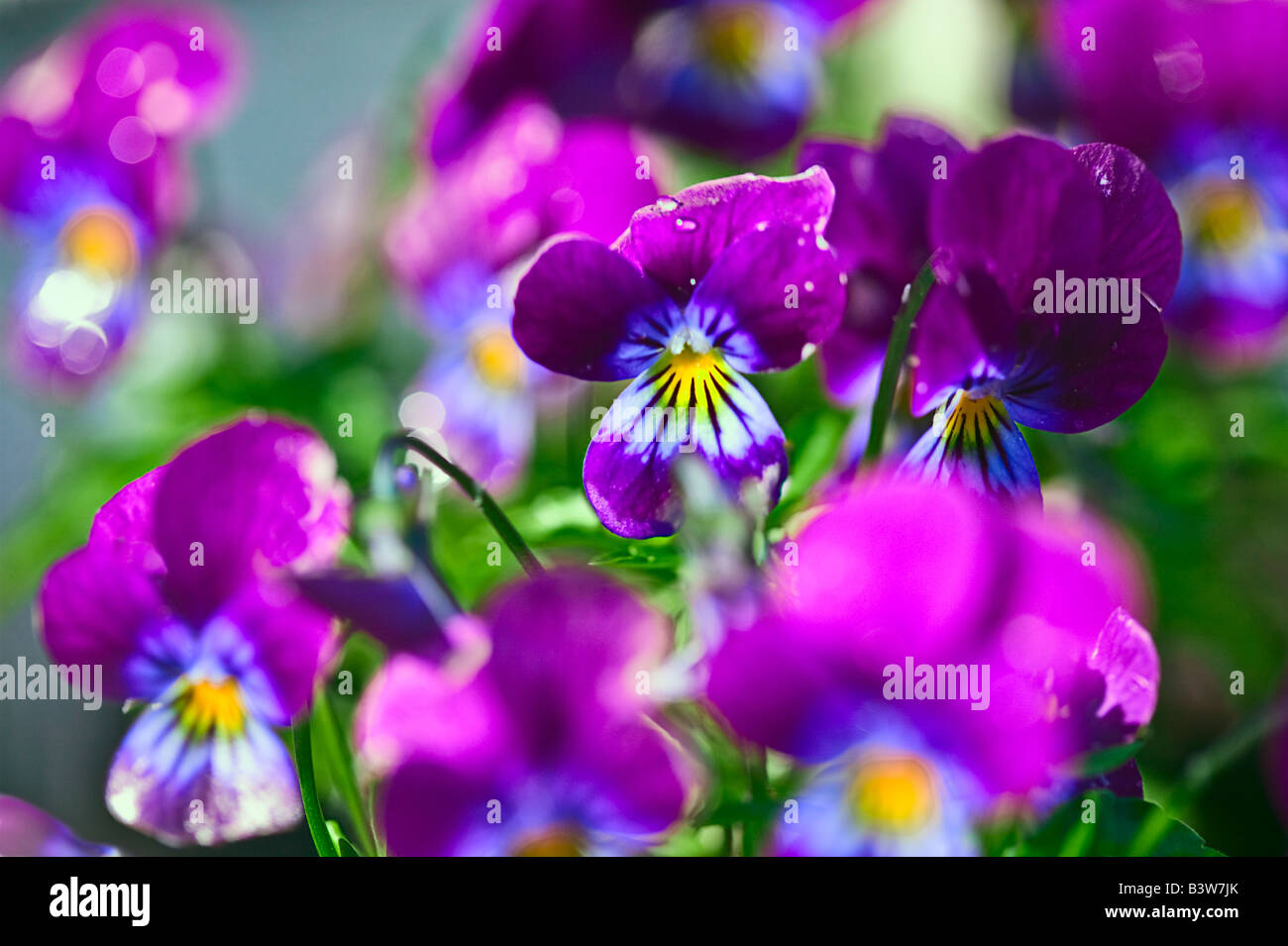 Sweet violets flowering hi-res stock photography and images - Alamy
