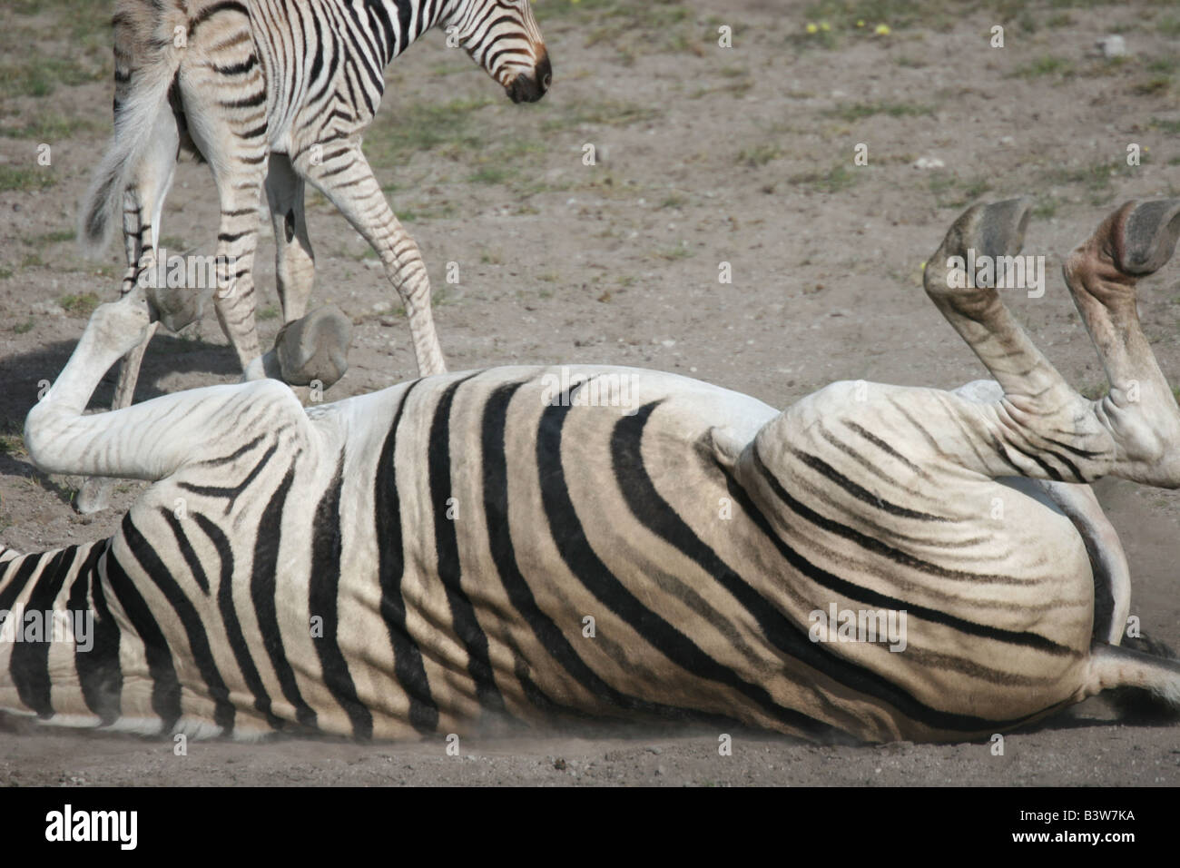 Rolling Zebra in Ngorongoro crater Tanzania Stock Photo - Alamy