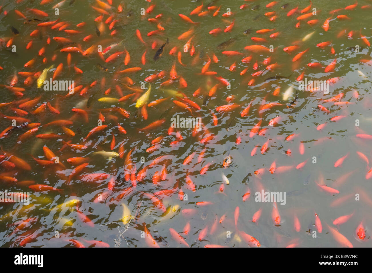 Goldfish in a pond Stock Photo - Alamy