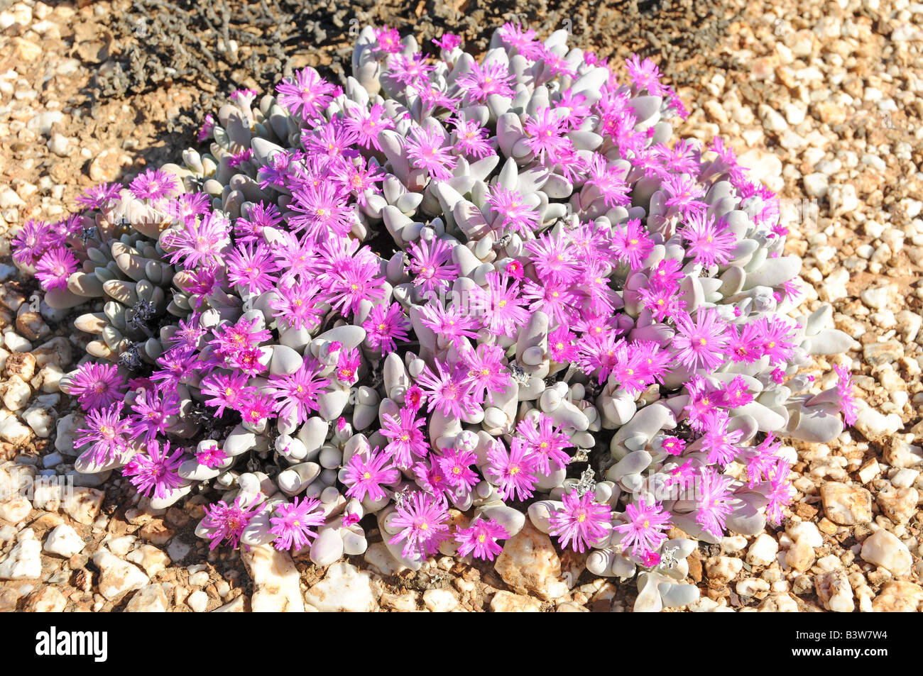 Karoo flowers hi-res stock photography and images - Alamy