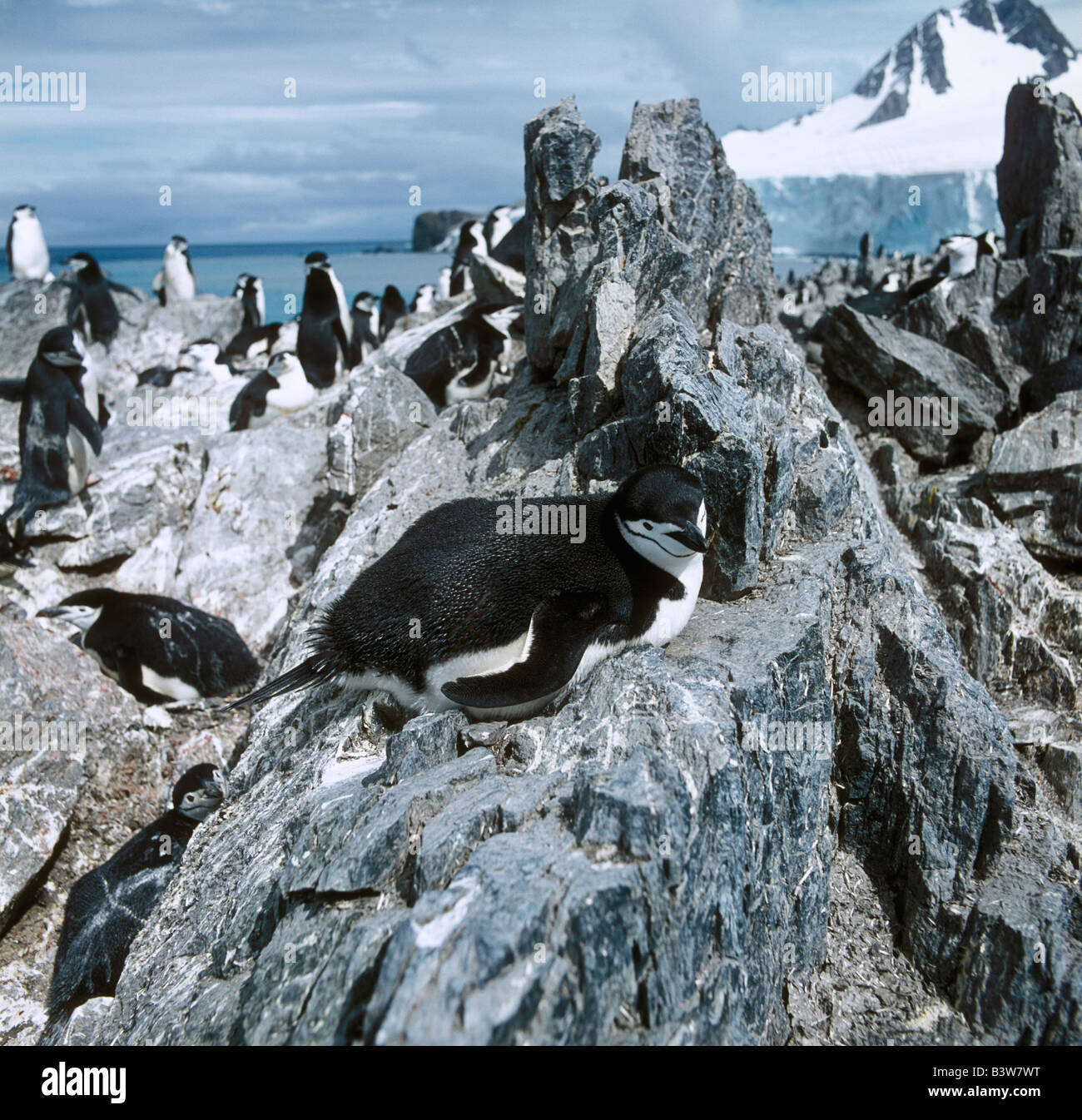 PENGUIN, Chinstrap penguin, Elephant Island, Antarctica Stock Photo - Alamy