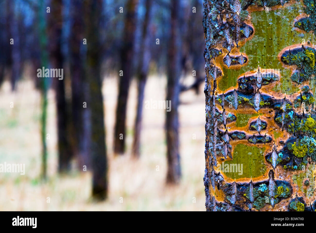 Tree trunk with bare trees in the distance Stock Photo - Alamy